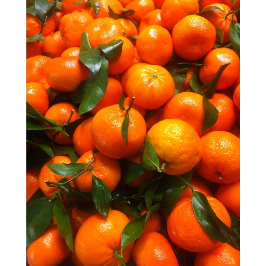 South Africa Baby Mandarin 1pack (L) | Shopee Malaysia