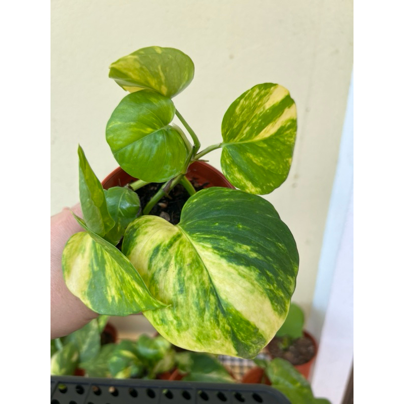Golden Hawaiian Pothos/Epipremnum Aureum Variegated. | Shopee Malaysia
