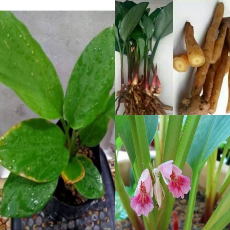 pokok temu kunci / fingerroot | Shopee Malaysia