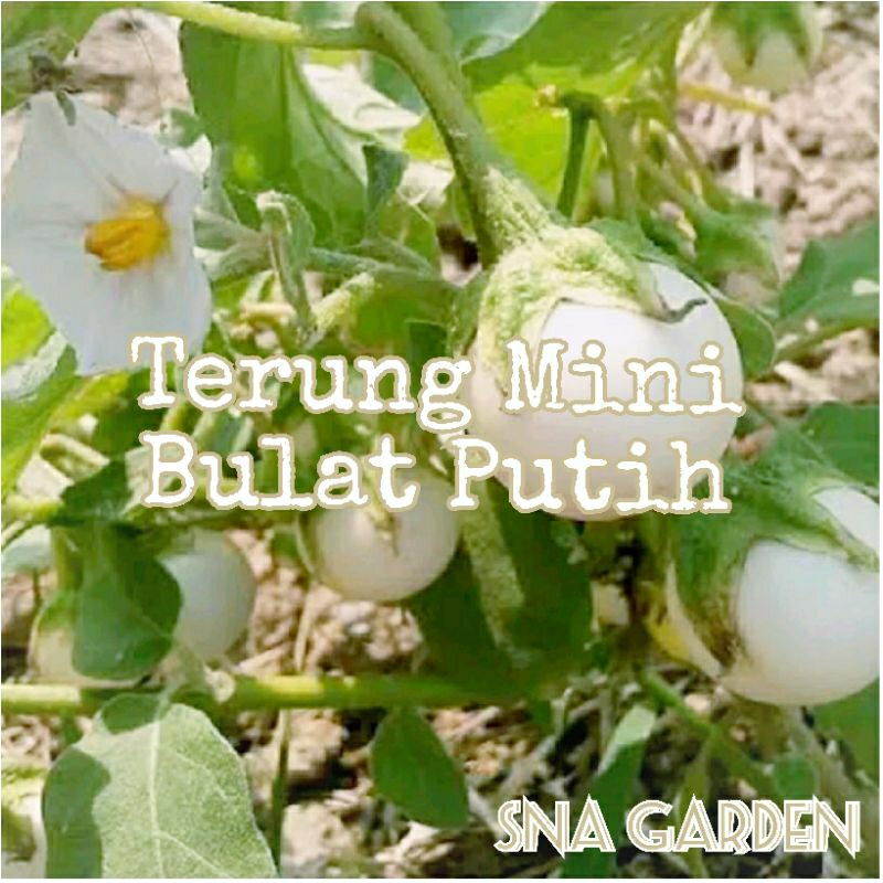 Biji benih Terung Mini Bulat Putih 50 biji | Shopee Malaysia