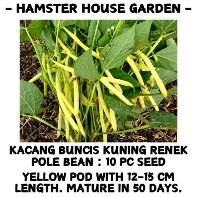 HSK [10pc] KACANG BUNCIS KUNING RENEK | YELLOW DWARF FRENCH BEAN SEED ...