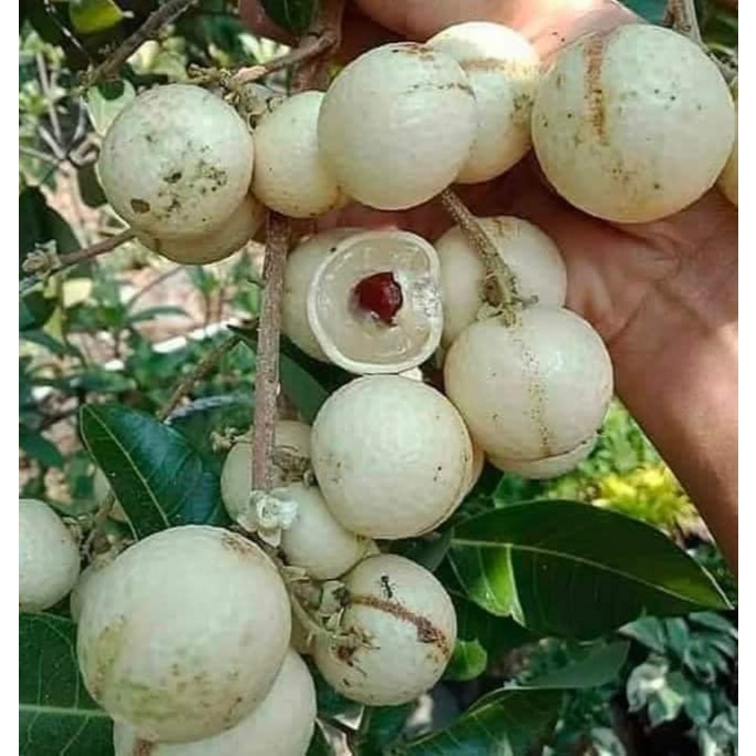 Anak Pokok Longan Lada Hitam/Matalada | Shopee Malaysia