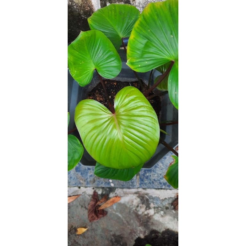 Asiaherb Anak Pokok Keladi Kemoyang Batangnye Merah | Shopee Malaysia