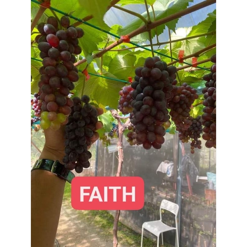 Keratan anggur hitam FAITH. | Shopee Malaysia