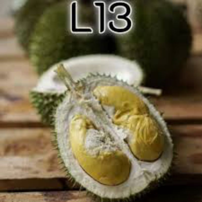 Anak Pokok Durian Bunga Merah L13 | Shopee Malaysia