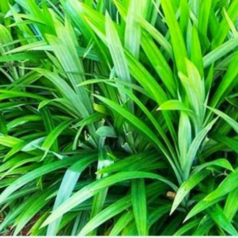 Pokok Daun Pandan wangi, Segar, Hijau organik.Bebas racun Sedia dimasak ...