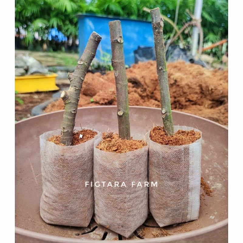 DIY Set Tanaman Pokok Tin [ 3 Batang Cutting + Polybag + Media Tanaman ...