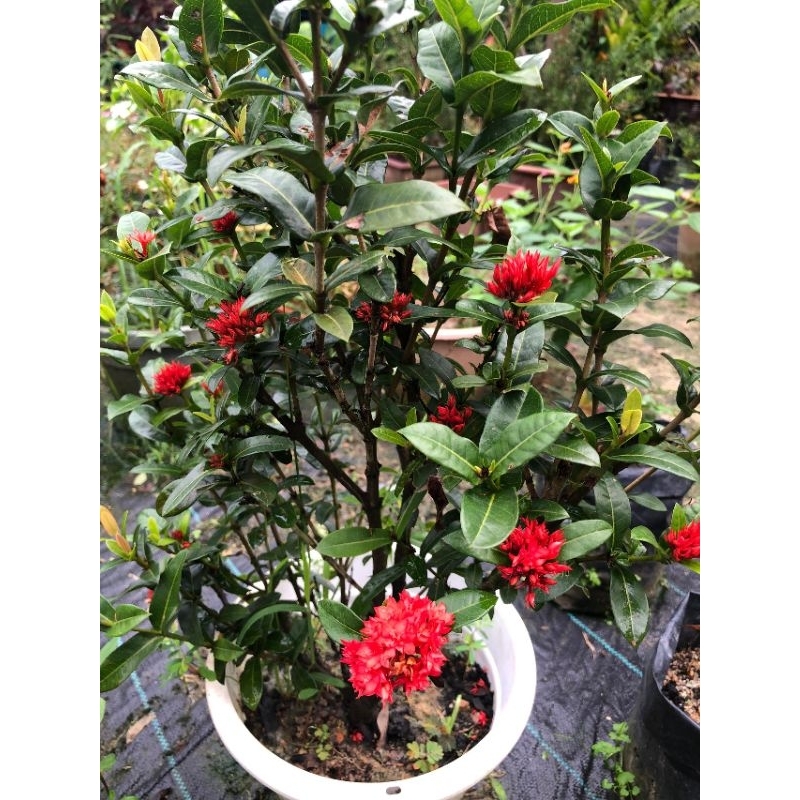 Pokok bunga jejarum merah | Shopee Malaysia
