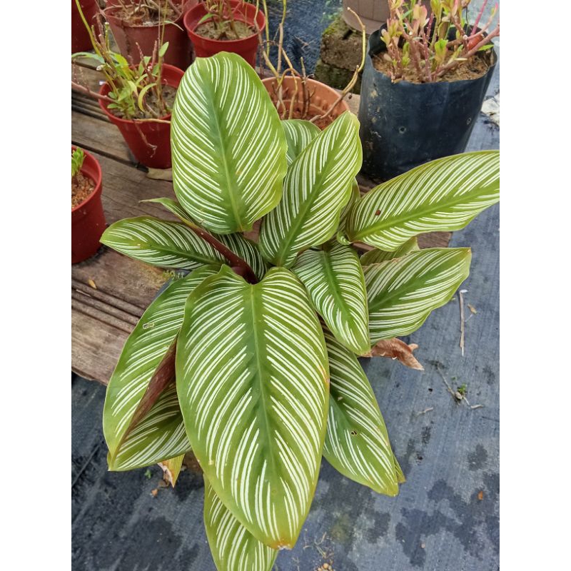 Pokok Calathea Vittata / Indoor plant | Shopee Malaysia