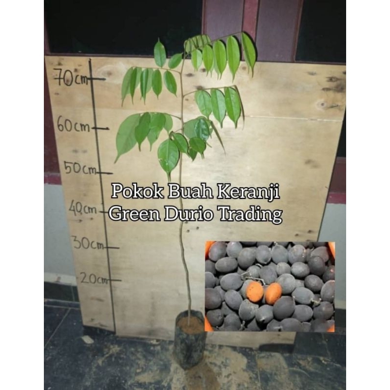 ANAK POKOK KERANJI - POKOK BESAR | Shopee Malaysia