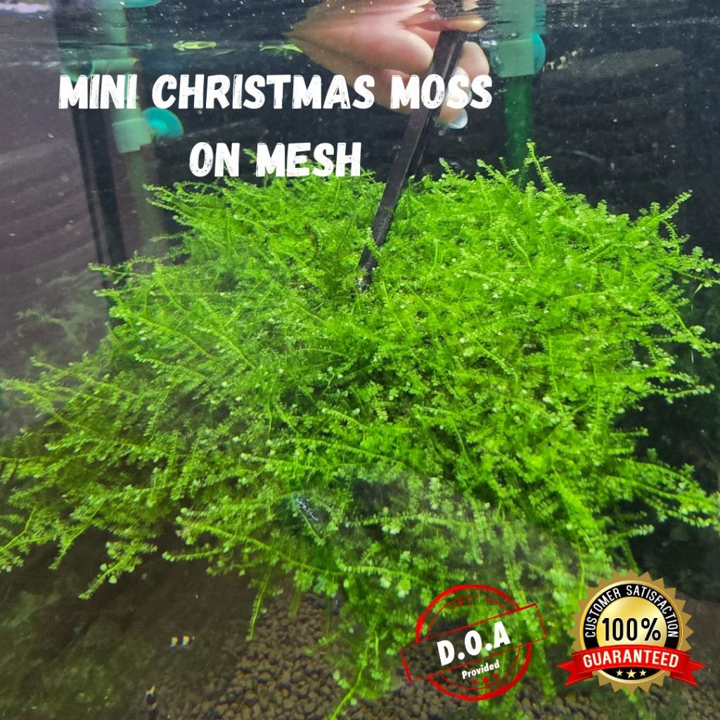 [LOCAL SELLER] Mini Christmas Moss - Aquatic Plant ☘️ (Aquascape ...