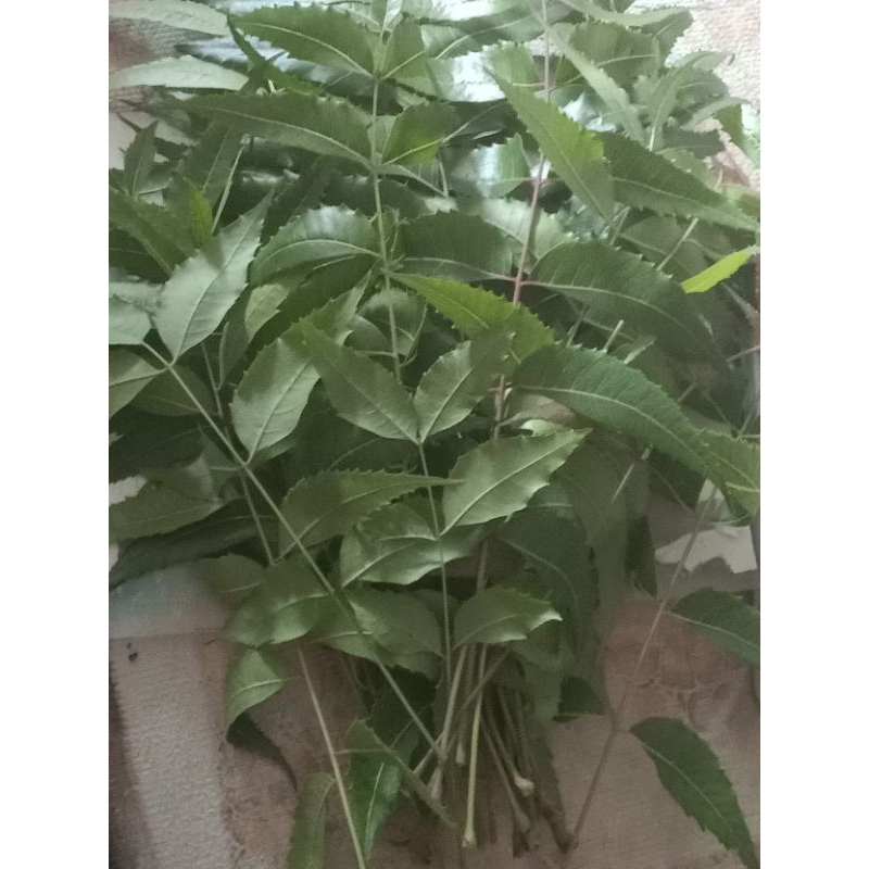 DAUN SEMAMBU @NEEM LEAVES(20 tangkai daun..50gram-70gram) | Shopee Malaysia