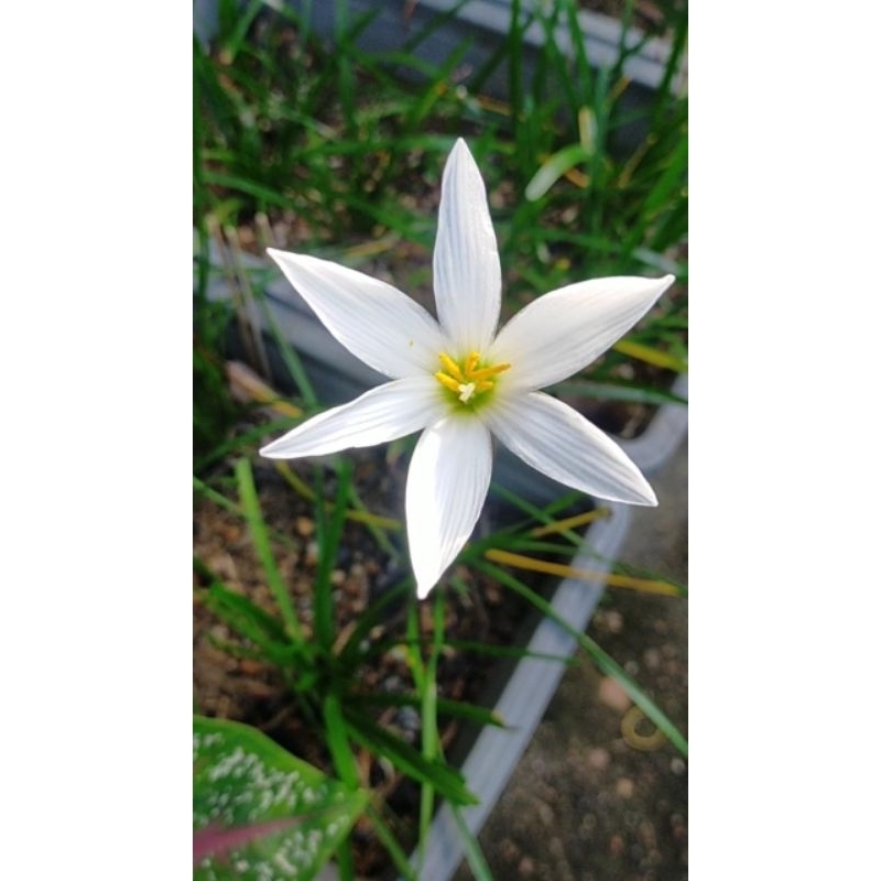 Pokok lily White (1 set 2 ubi) | Shopee Malaysia