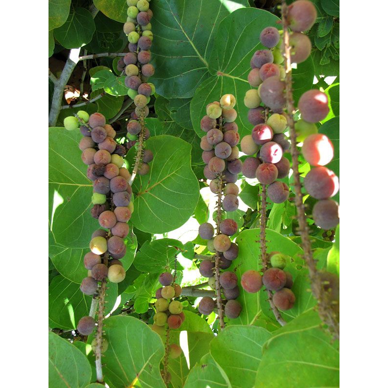 Pokok Anggur Laut / Sea Grapes / Coccoloba uvifera | Shopee Malaysia