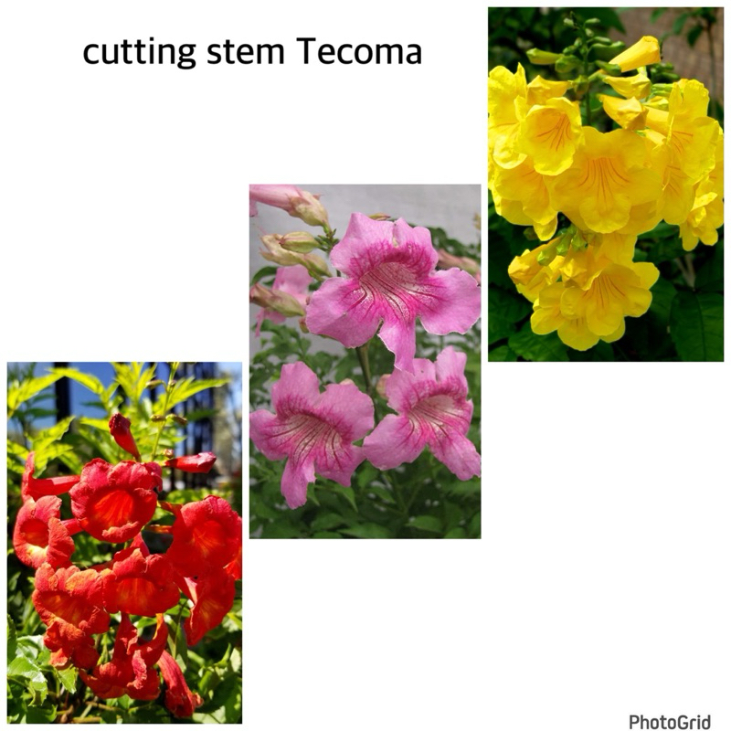 keratan / stem cutting Bunga Tecoma @ Sakura Malaysia | Shopee Malaysia