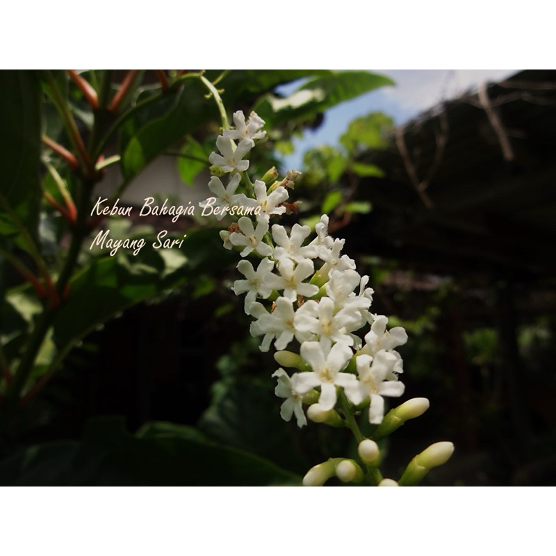 Pokok Bunga Mayang Sari bau harum ( pokok dalam polybag ) | Shopee Malaysia