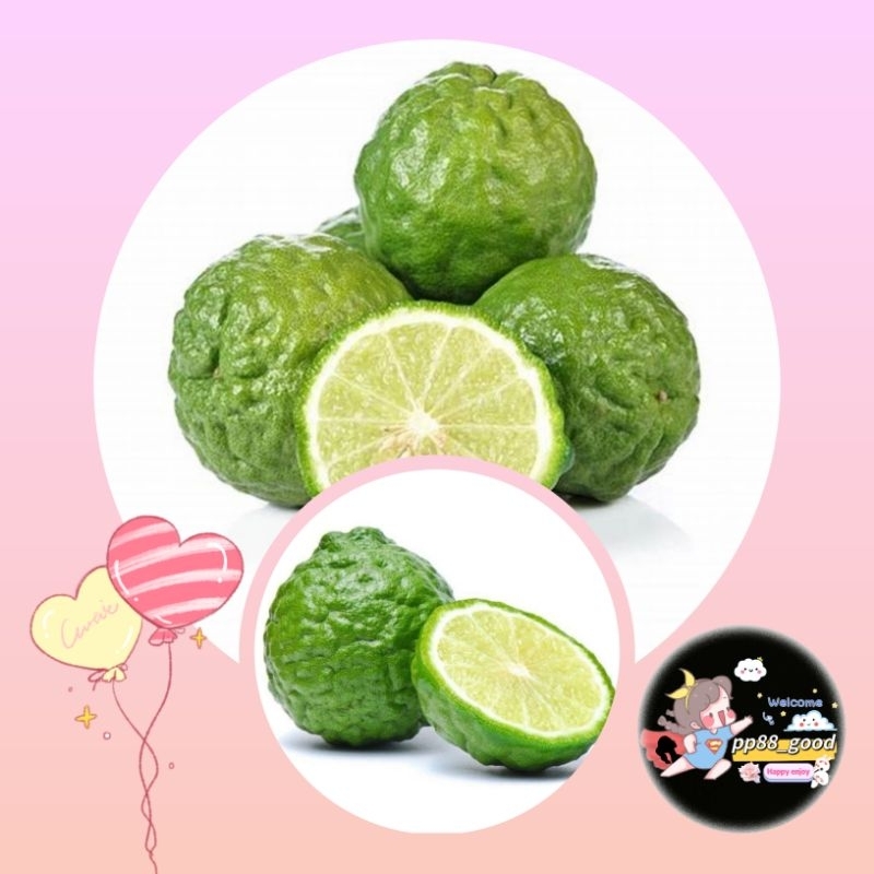LIMAU PURUT / LIMAU THAI LIMAU hijau 发财柑 | Shopee Malaysia