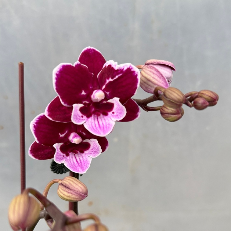 Phalaenopsis Red Pink Wide-Lip | Hybrid | Mini Moth Orchid | Shopee ...