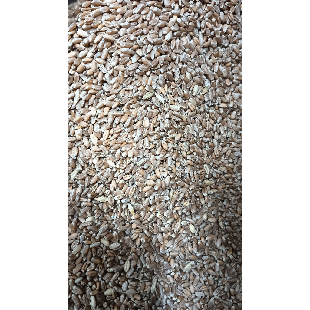 BIJI GANDUM / KOTHUMAI / BIJI WHEAT SEED / GANDUM / INDIAN KOTHUMAI / 1 ...