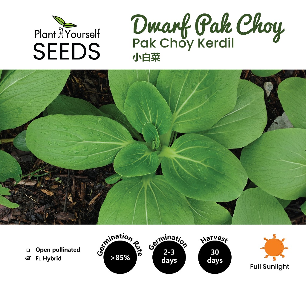 BENIH Pak Choy Kerdil / SEEDS Dwarf Pak Choy / 种子 - 小白菜 (2.5g | 10g ...