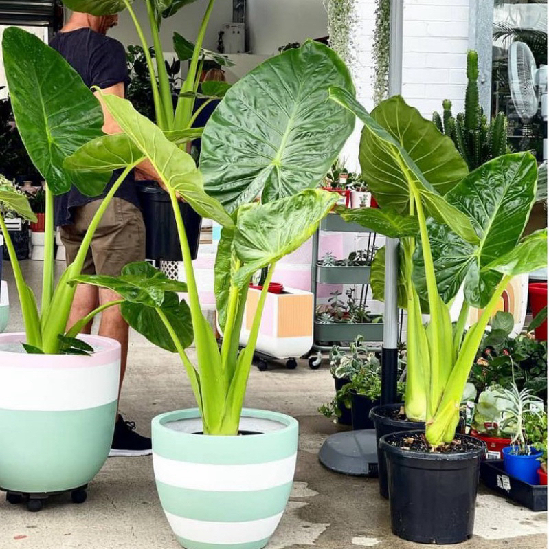 pokok keladi GAJAH / pokok dalam polybag | Shopee Malaysia