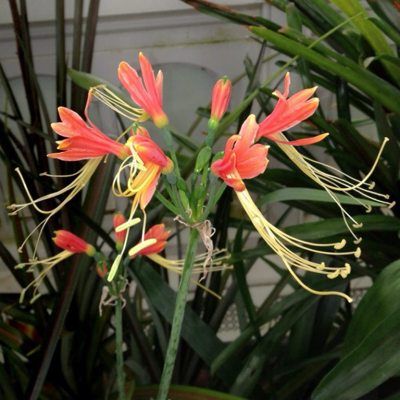 Pokok Bunga Lily PERUVIAN EUCROSIA / pokok dalam polybag | Shopee Malaysia