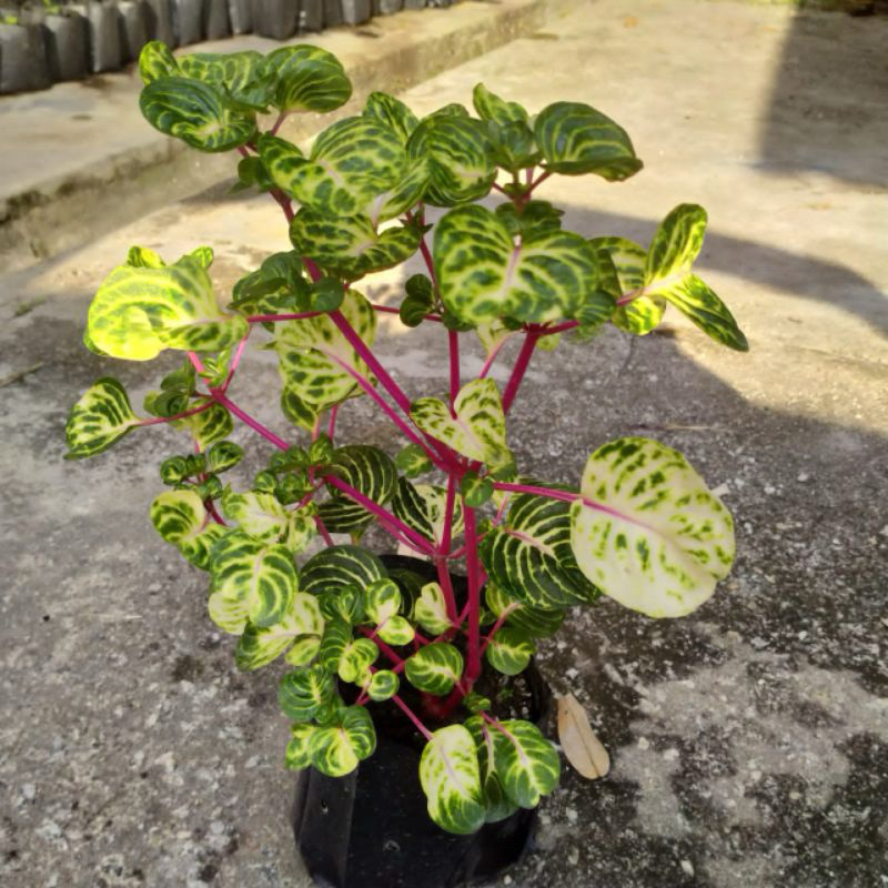 Pokok Pedal Ayam / pokok auto reticulata green-pink / pokok dalam ...
