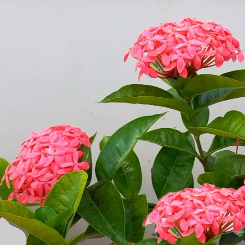 Pokok Bunga IXORA PINK daun standard / pokok dalam polybag | Shopee ...