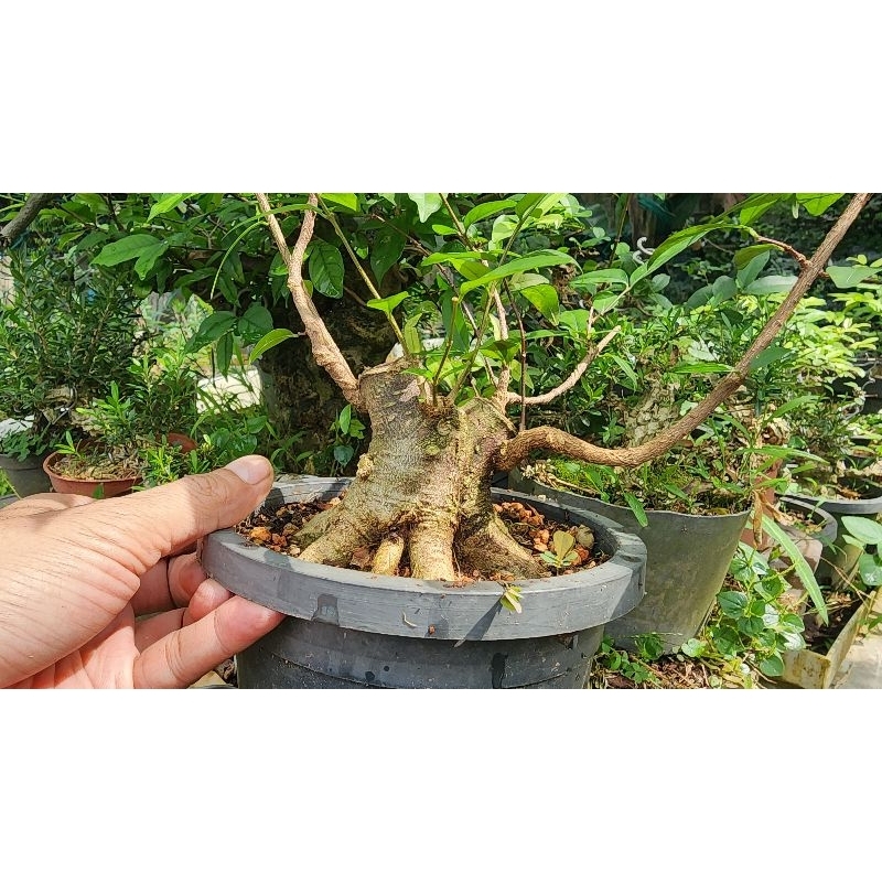 bonsai base jeliti sui mei | Shopee Malaysia