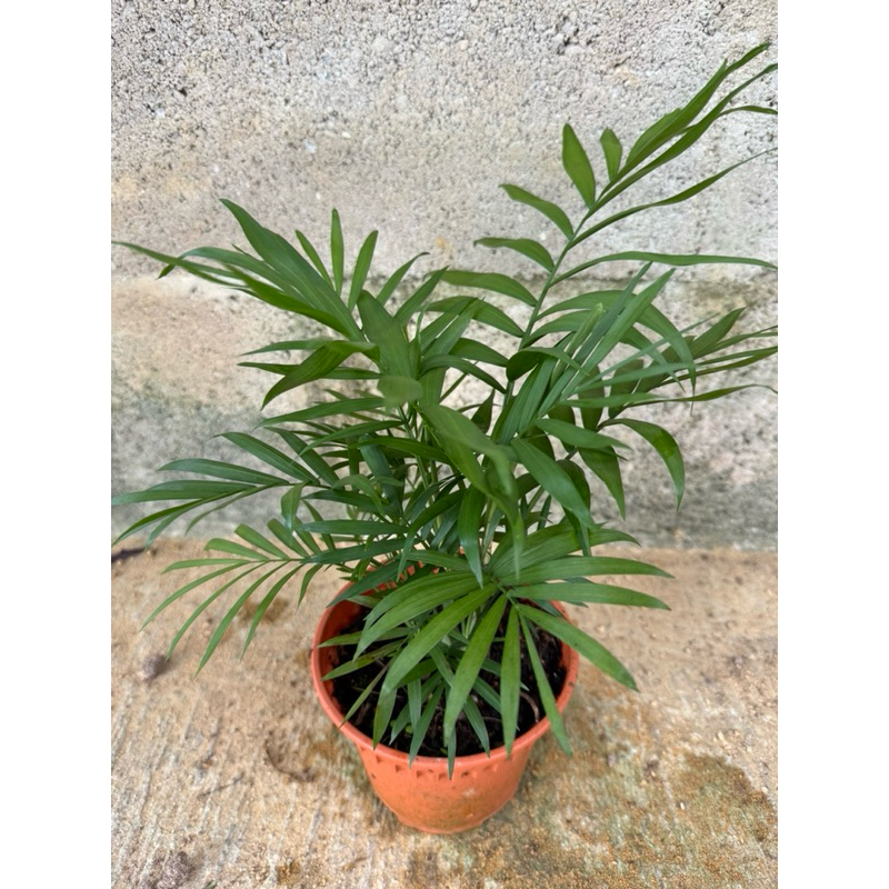 [Plant House] Chamaedorea Elegeans | Mini Bamboo Palm 30cm | Shopee ...