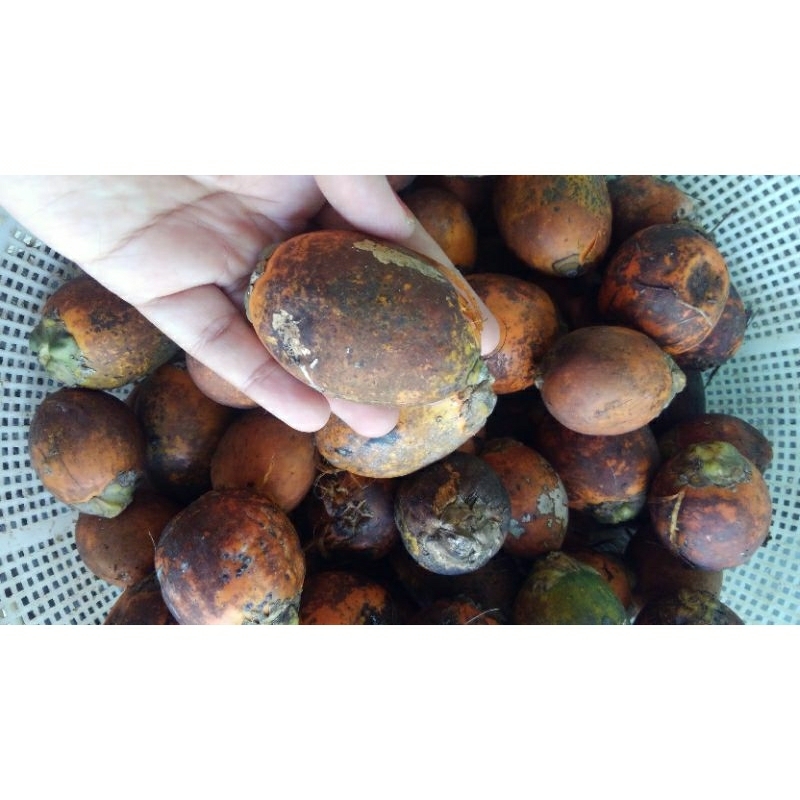 BUAH PINANG MASAK( BUAH PINANG OREN) | Shopee Malaysia