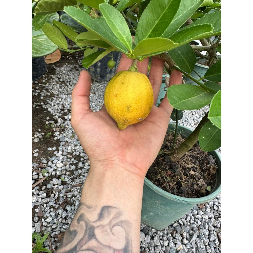Fragrant Lemon Tree|Old Man Garden | Shopee Malaysia