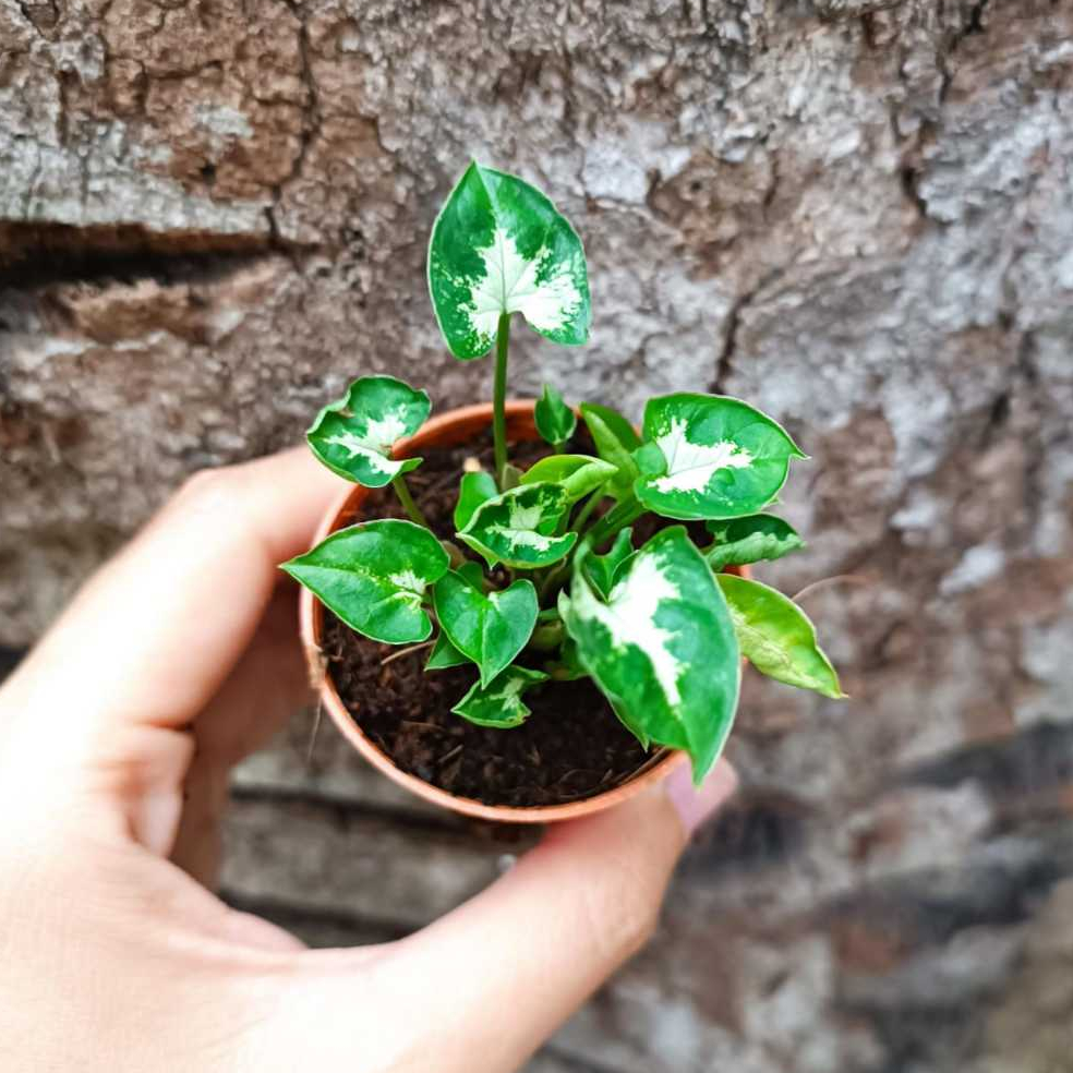 LUSHECO - Syngonium Mini with pot 55mm/Small Plant/Indoor Terrarium ...