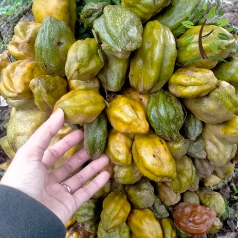 Berjaya Plant Nursery - Pokok Nam Nam/Katak Puru(Pokok Buah Hidup/Benih ...