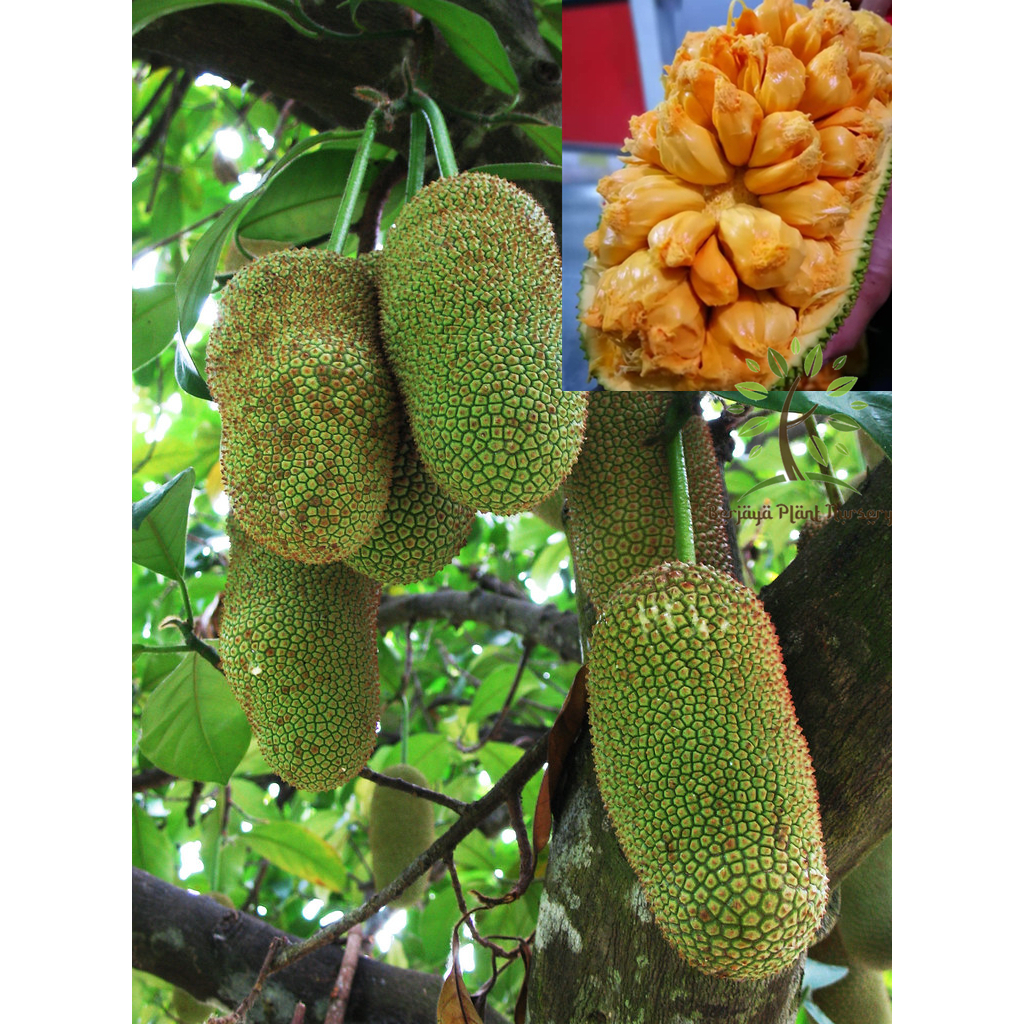 Berjaya Plant Nursery - Pokok Cempedak Madu CH28 Hybrid(Pokok Buah ...