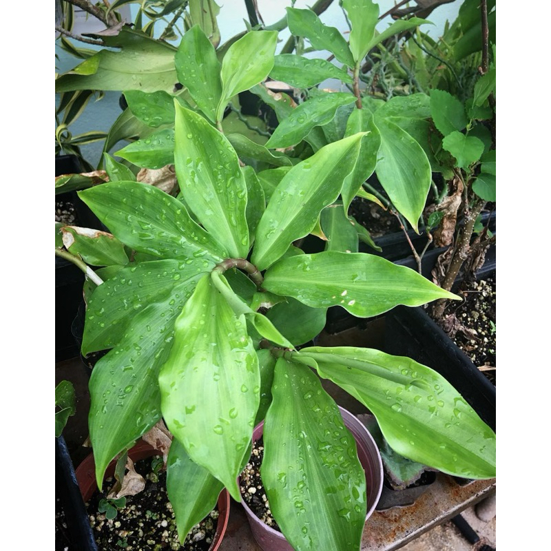 Pokok INSULIN COSTUS SPIRAL ( untuk rawat kencing manis ) | Shopee Malaysia