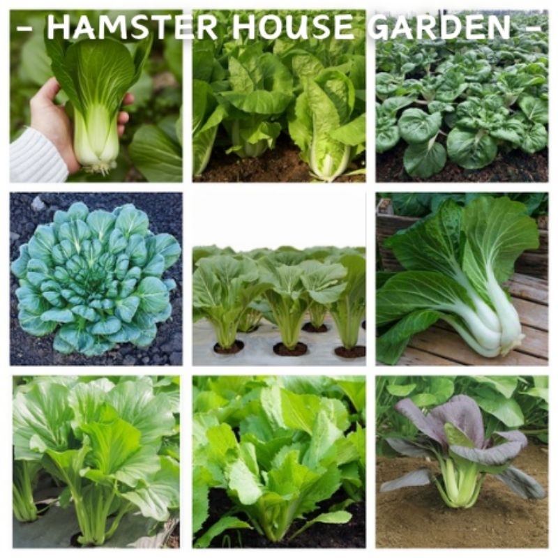 HSK PELBAGAI JENIS BIJI BENIH SAYUR SAWI/DWARF PAK CHOY SARAWAK ENSABI ...