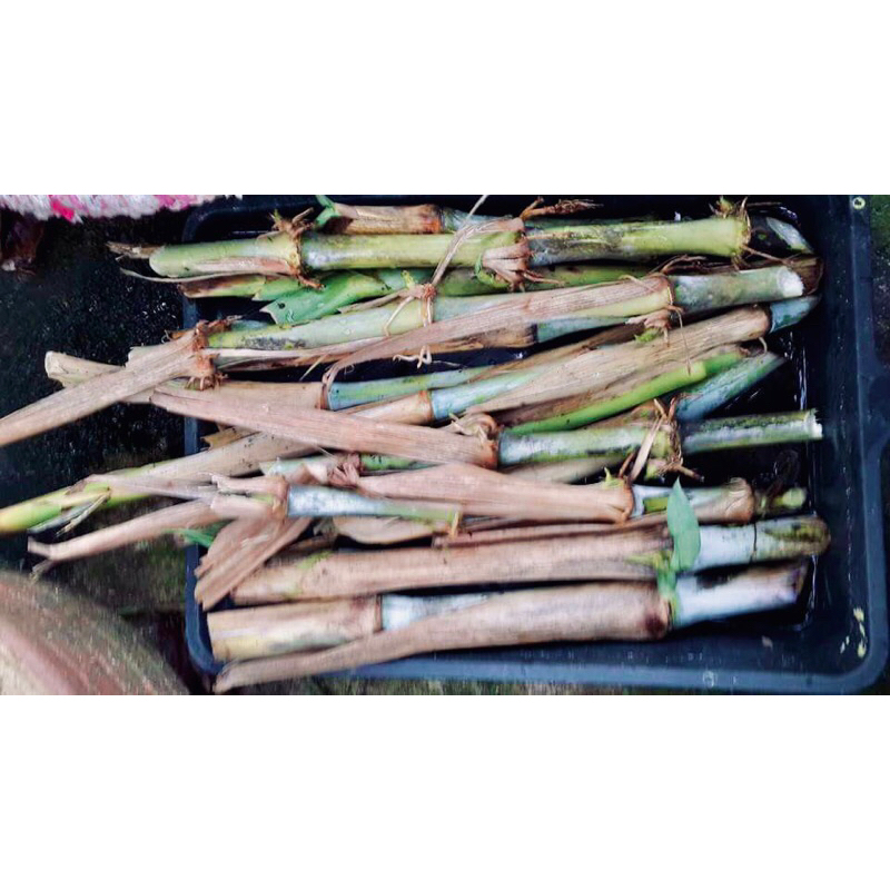 Pokok Napier/Rumput Gajah (Pennisetum purpureum) Ready Stock | Shopee ...