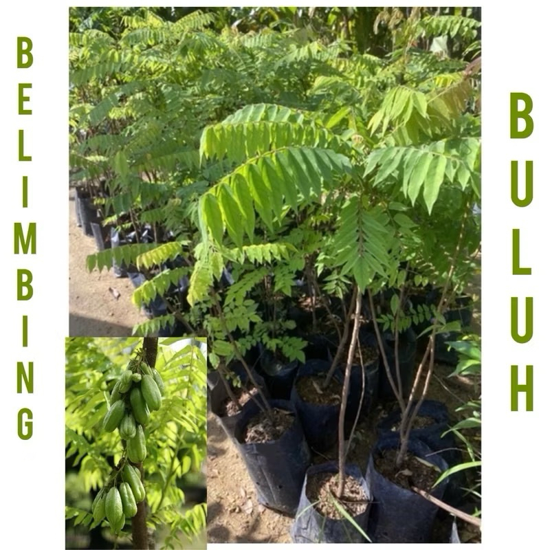 ANAK POKOK BELIMBING BULUH | Shopee Malaysia