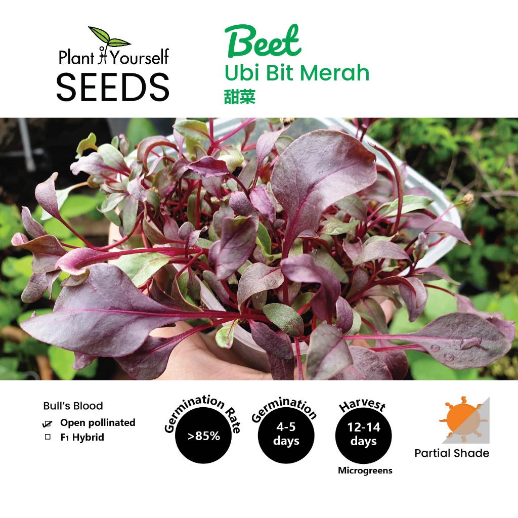 [100g] BENIH Ubi Bit Merah / SEEDS Bull's Blood Beet / 种子 - 甜菜 | Shopee ...