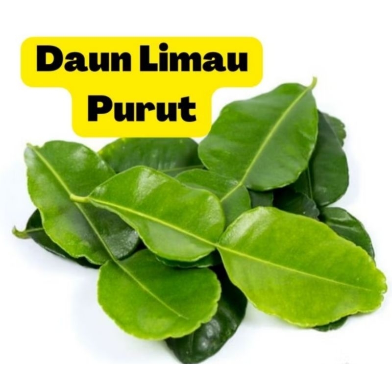 DAUN LIMAU PURUT FRESH | Shopee Malaysia