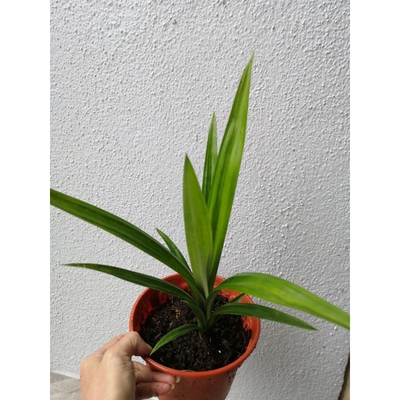 small size real pandan leaves plant //pokok pandan wangi/pokok daun ...