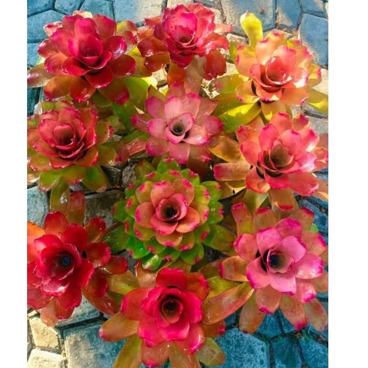 Combo 3 Pokok Rm100 Random Colour - Neo Hybrid Compact - Bromeliad ...