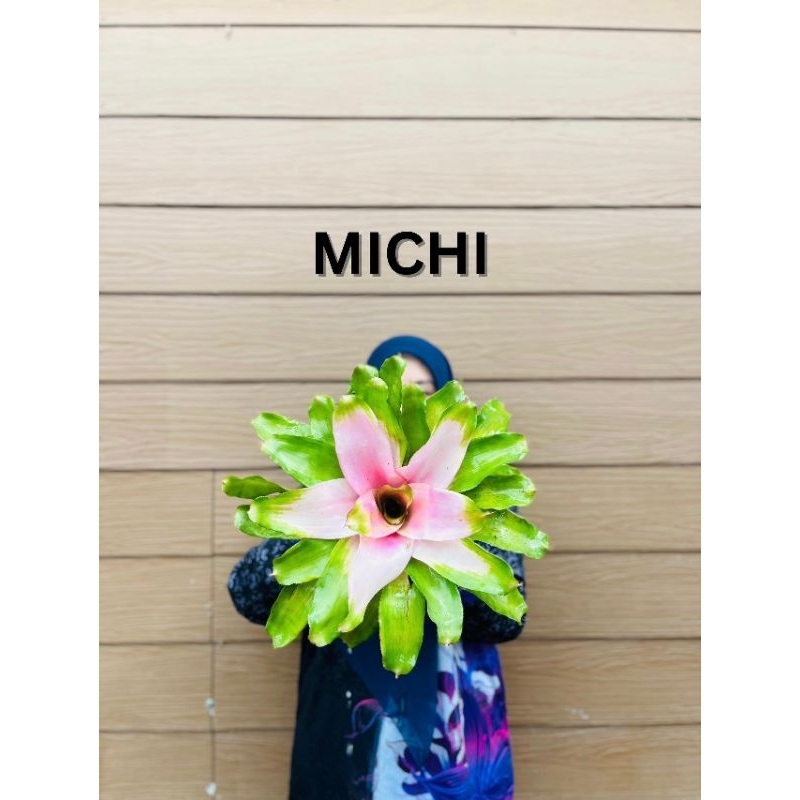 BUNGA BROMELIAD MICHI | Shopee Malaysia