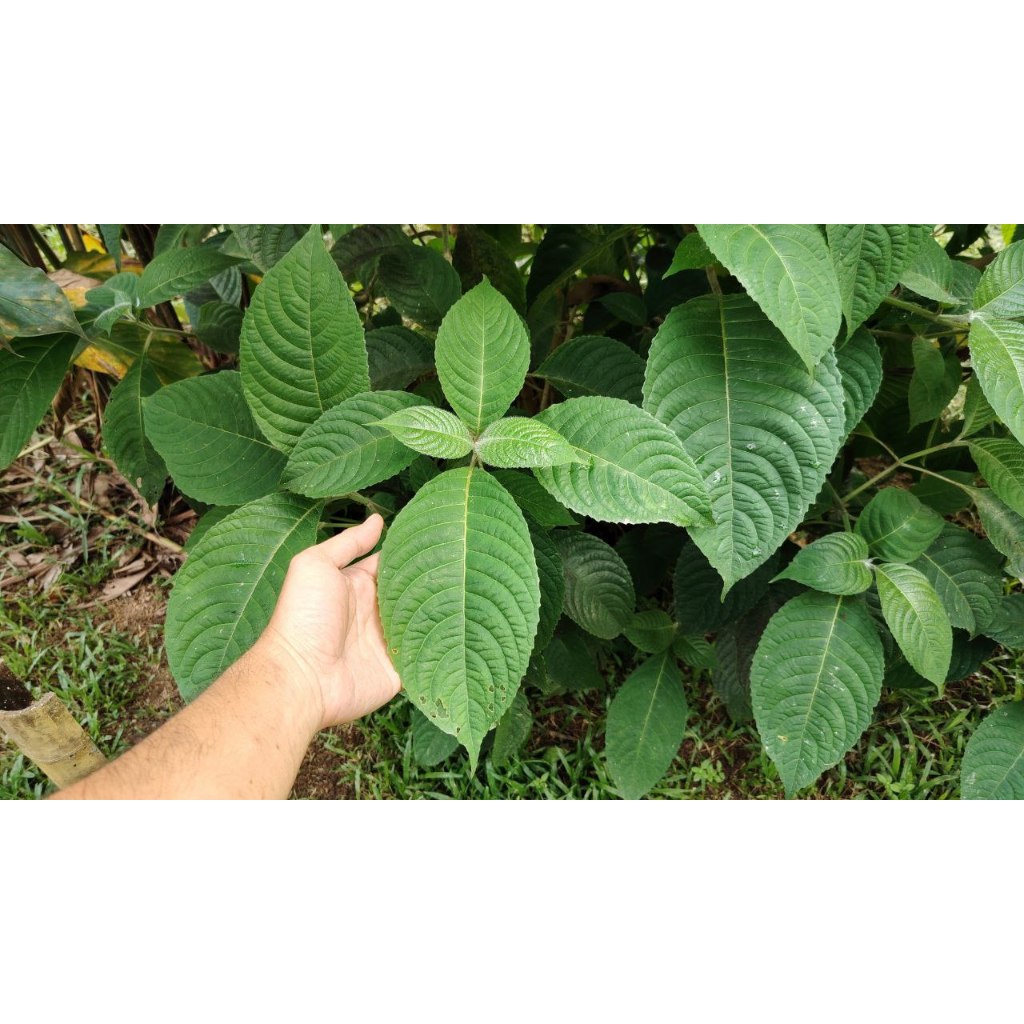 Keratan Ketum Ayam Madre De Agua Cutting Trichanthera gigantea Plant ...