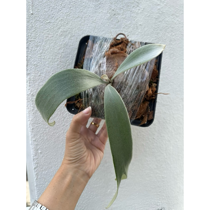 Platycerium White Hawk 6” pot | Shopee Malaysia