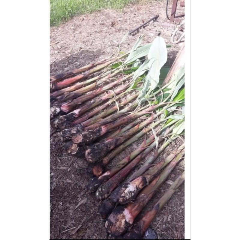 POKOK PISANG TANDUK SULUR HELANG BELI 10 FREE 3 | Shopee Malaysia