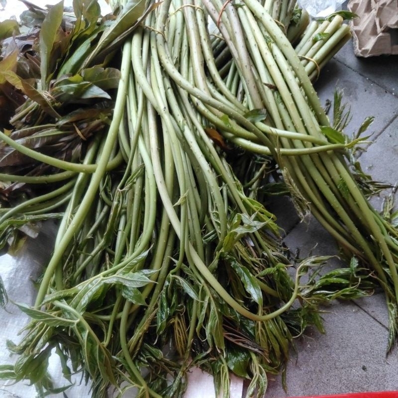 PUCUK GELI 2 IKAT ( ULAM) | Shopee Malaysia