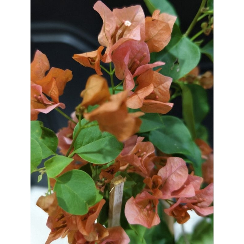 Pokok Bunga Kertas Classic Oren Plant Flower | Shopee Malaysia