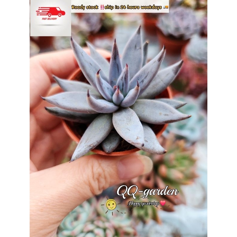 QQ-garden🌷魔爪(稀有)Echeveria Unguiculata(rare) 多肉植物succulents live plant ...